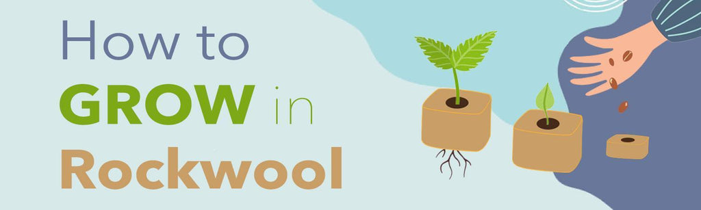 A Comprehensive Guide to Using Rockwool Cubes for Hydroponic Growing ...